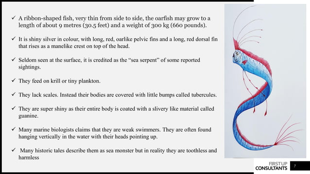 Oar fish- Characters, Habitat, Feeding ,Threat ppt | PDF