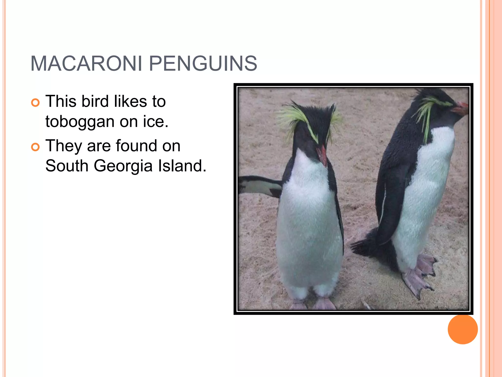 Oarnoldpenguins | PPTX