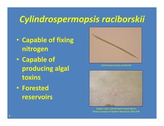 Monitoring of Toxin-Producing Cyanobacteria | PPT