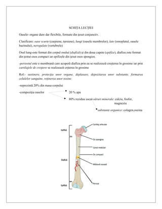 Oasele_structura, rol, functii.docx/............................. | PPT