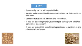 Oat fodder | PPTX