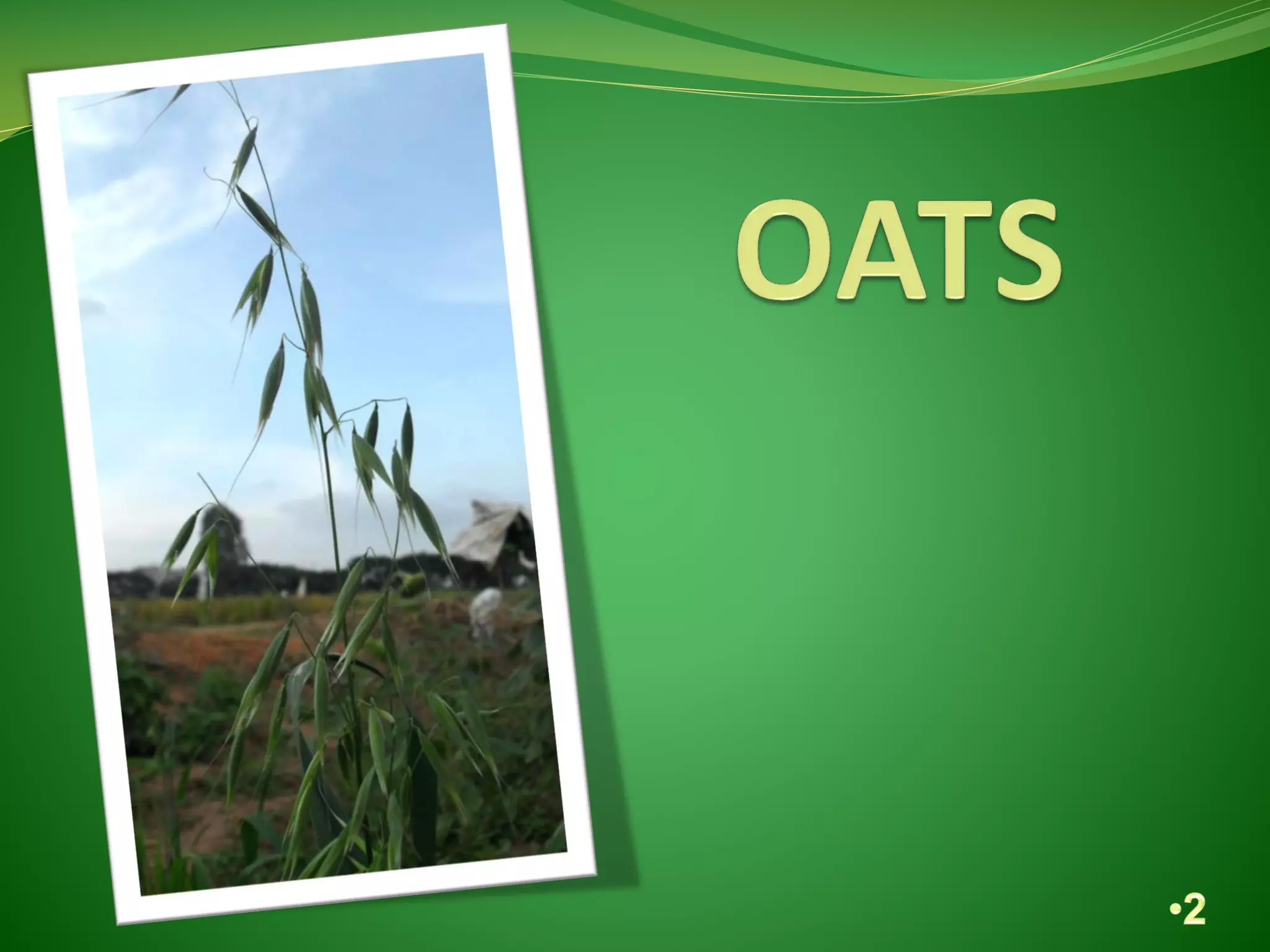 Oats | PDF