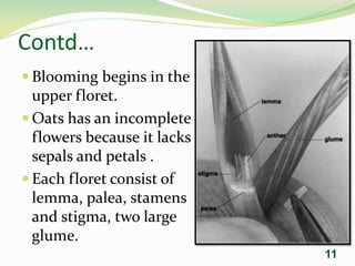 Oats | PDF