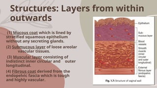 OB-GYN Seminar on the anatomy of female genital tract | PPT