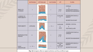 OB-GYN Seminar on the anatomy of female genital tract | PPTX