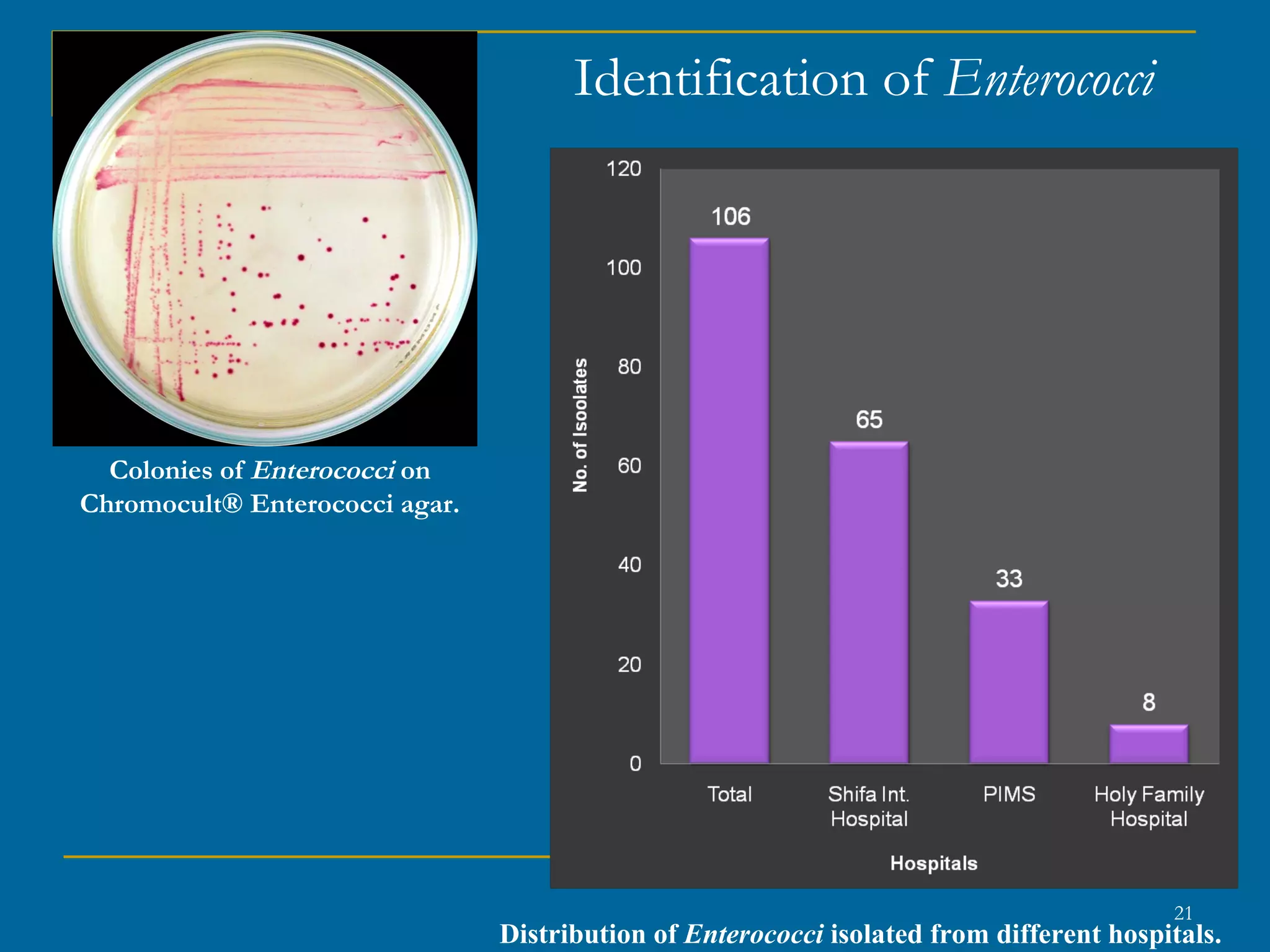 Enterococcus | PPT