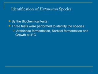 Enterococcus | PPT