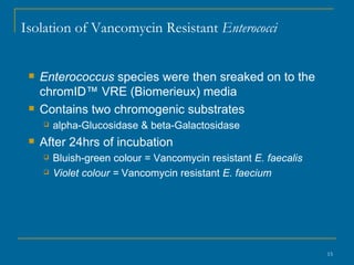 Enterococcus | PPT