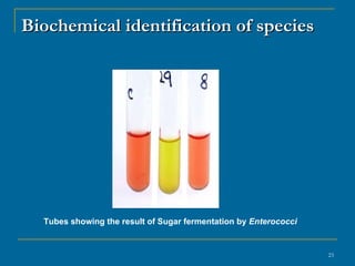 Enterococcus | PPT