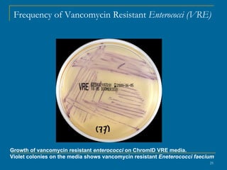 Enterococcus | PPT