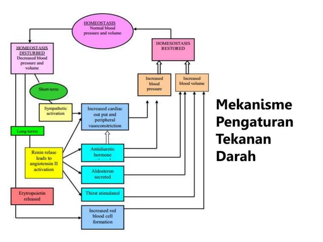 Obat kardiovaskular | PPTX