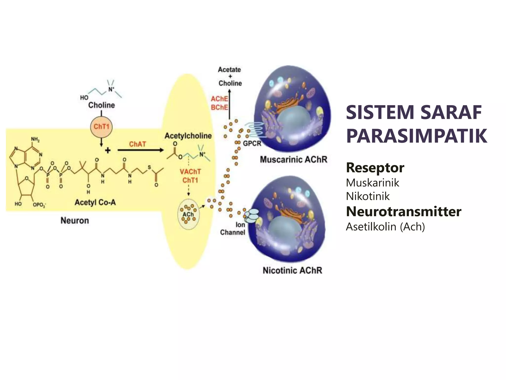 Obat sistem saraf autonom | PPTX