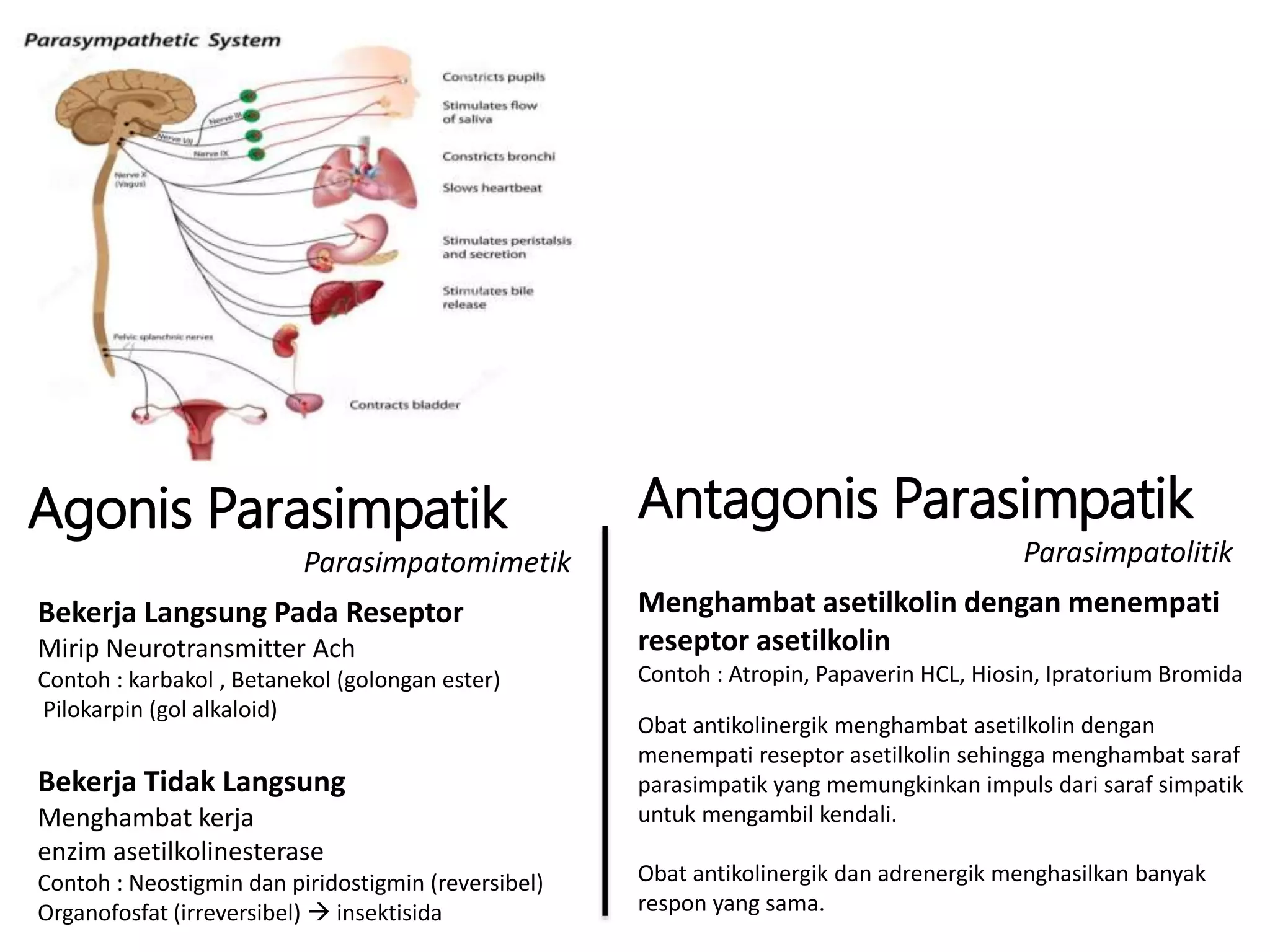 Obat sistem saraf autonom | PPTX