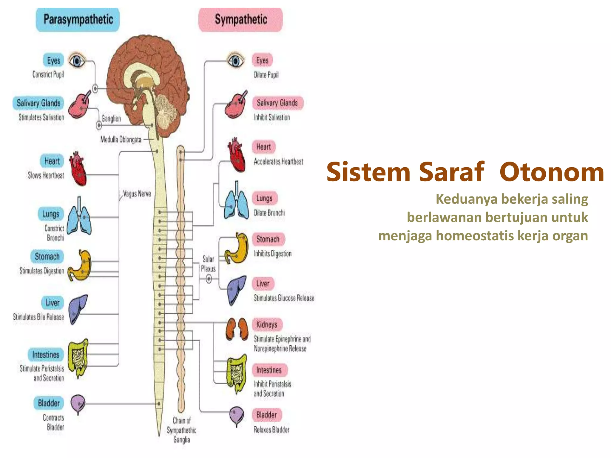 Obat sistem saraf autonom | PPTX