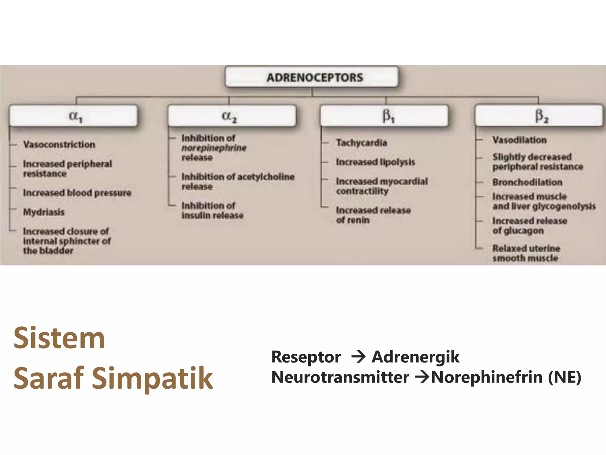 Obat sistem saraf autonom | PPTX