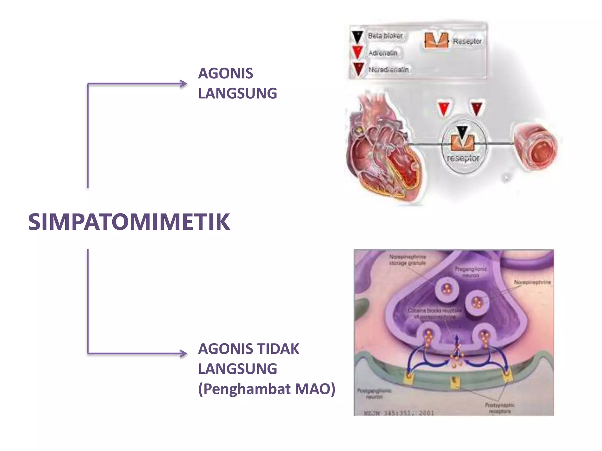 Obat sistem saraf autonom | PPTX