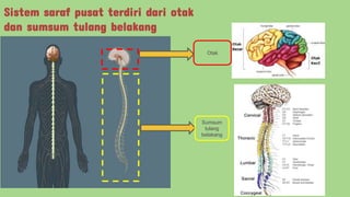 11-XI Farm-2024....Obat SSP dan SSO.pptx