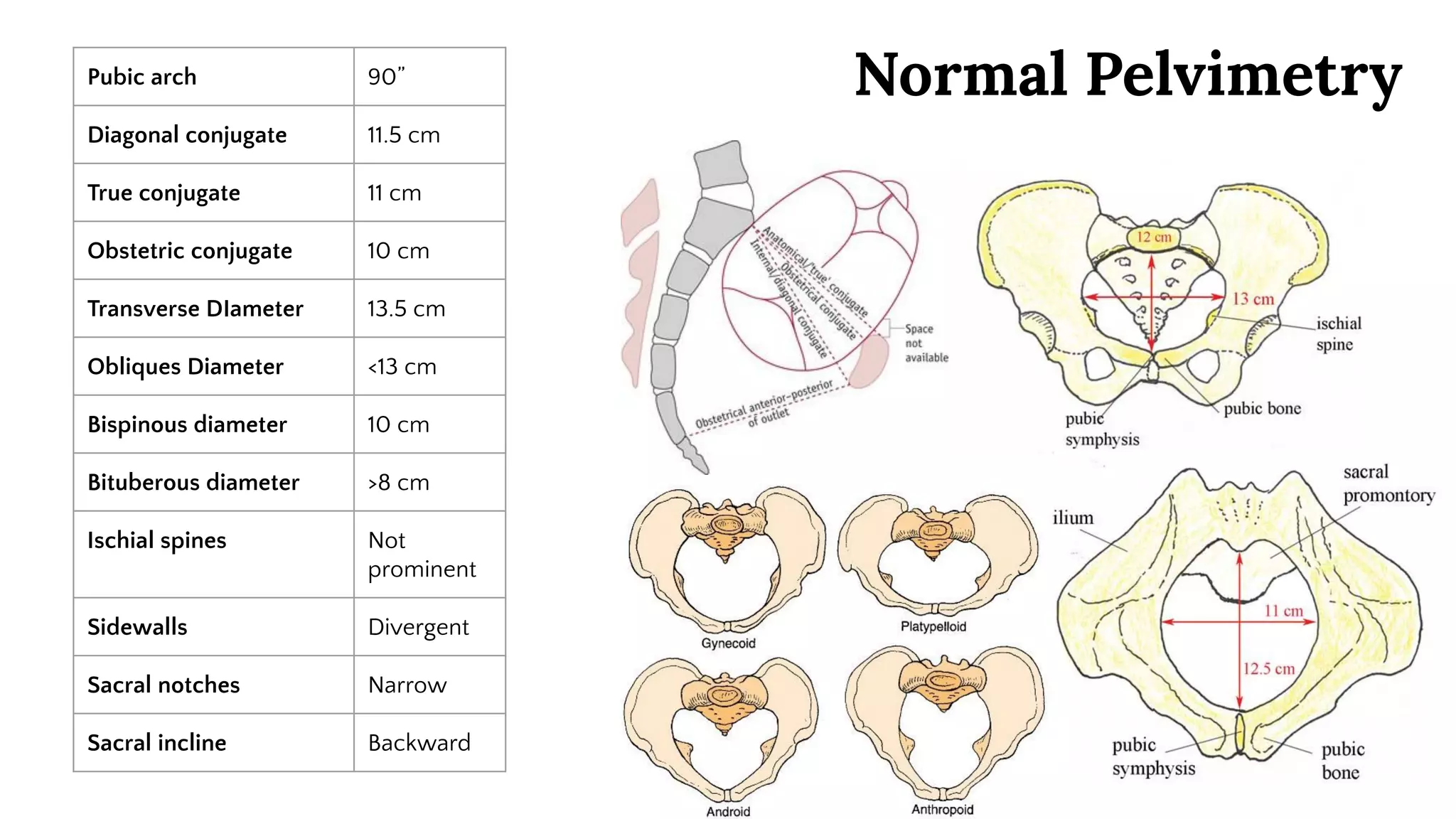 Obstetric and Gynecologic Clinical Anatomy | PDF