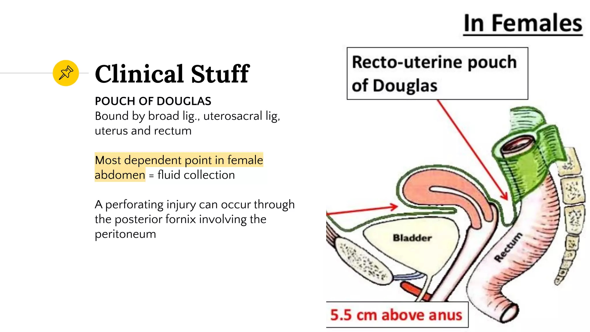Obstetric and Gynecologic Clinical Anatomy | PDF