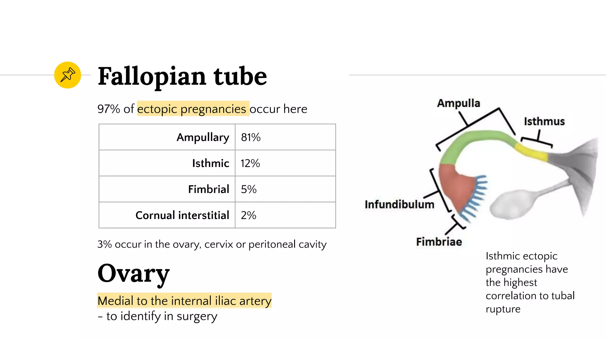 Obstetric and Gynecologic Clinical Anatomy | PDF