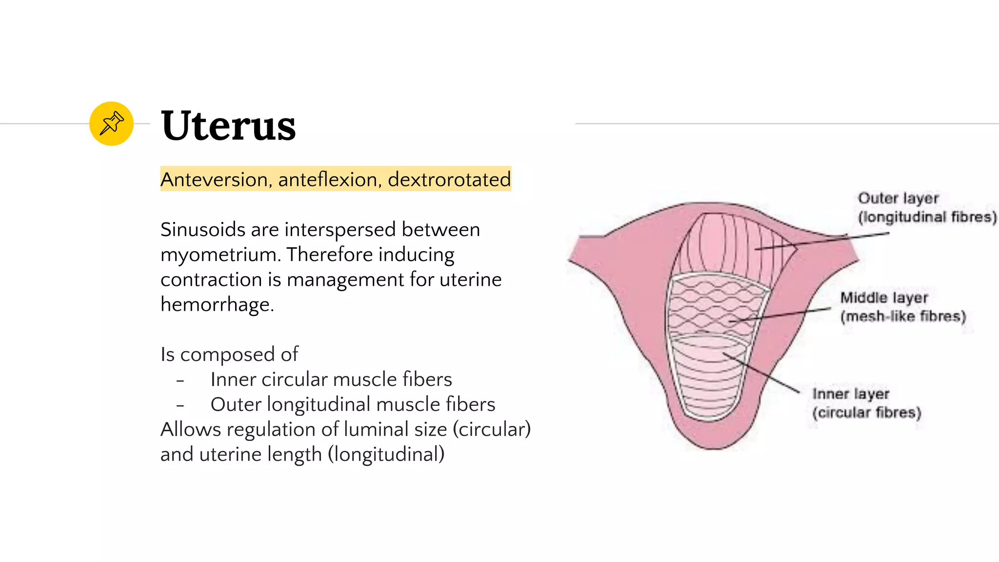 Obstetric and Gynecologic Clinical Anatomy | PDF