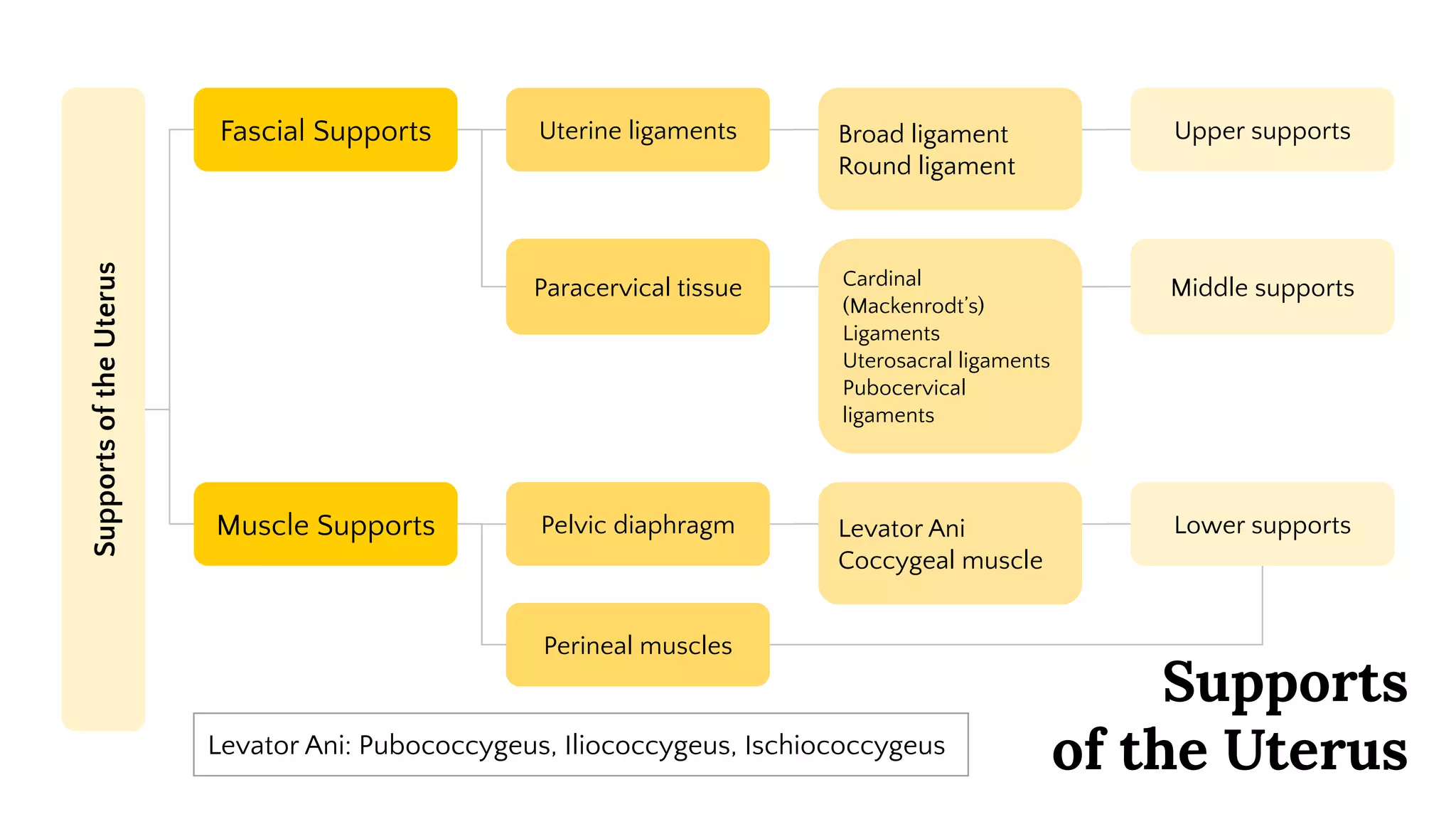 Obstetric and Gynecologic Clinical Anatomy | PDF