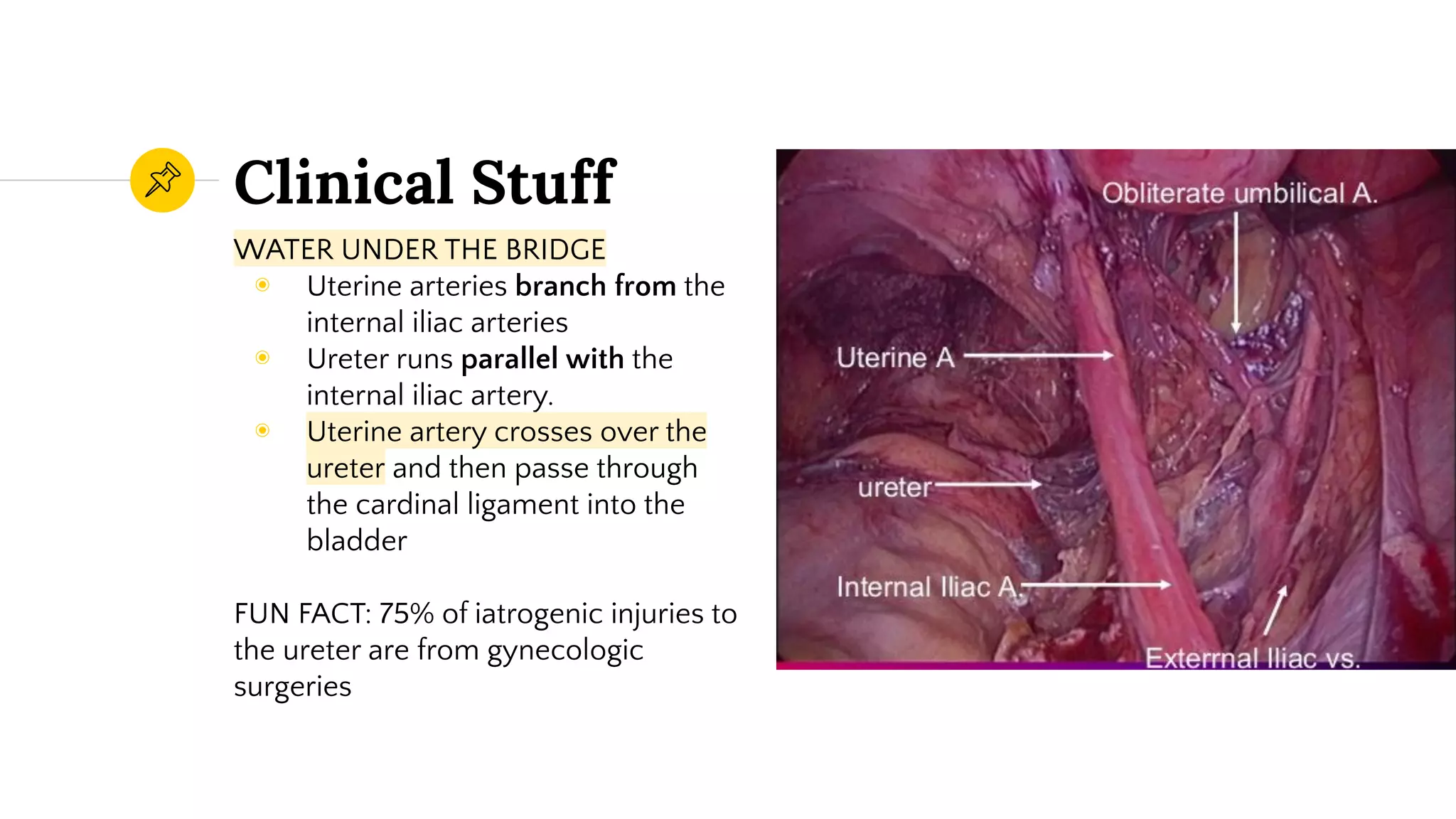 Obstetric and Gynecologic Clinical Anatomy | PDF