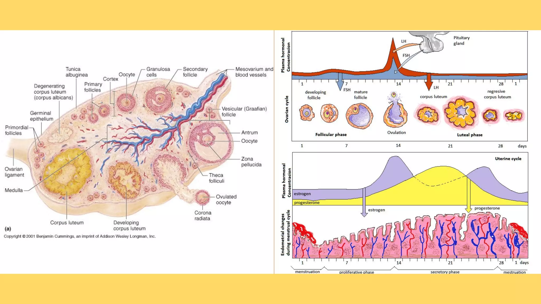 Obstetric and Gynecologic Clinical Anatomy | PDF