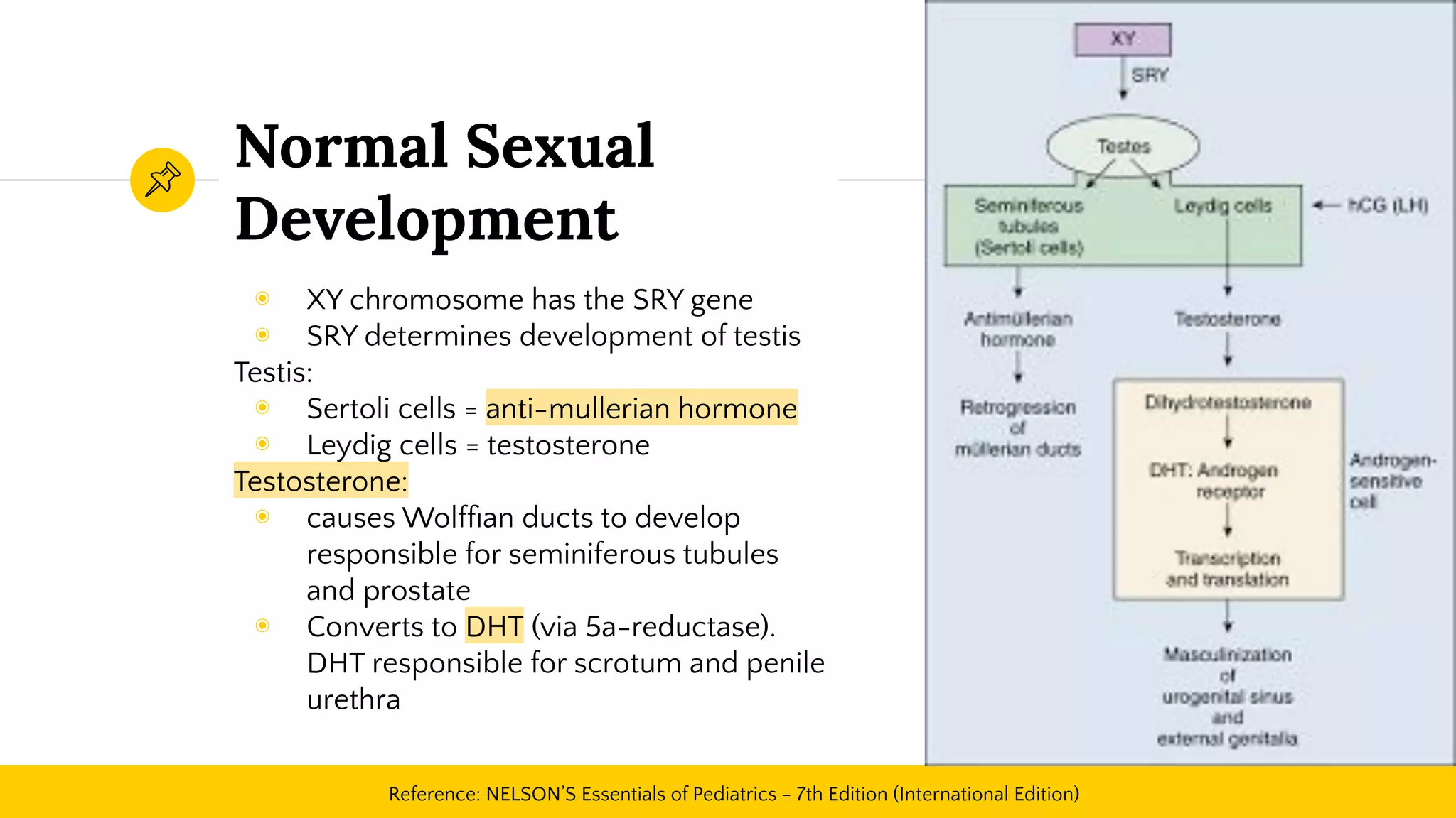 Obstetric and Gynecologic Clinical Anatomy | PDF