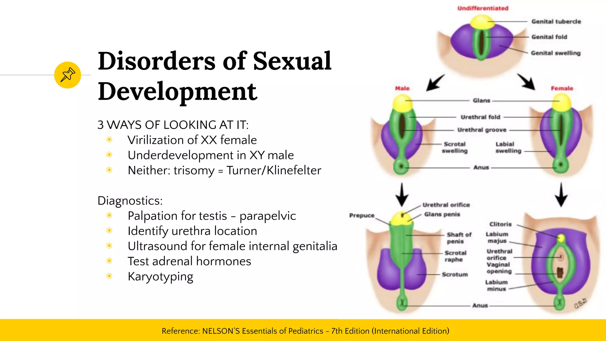 Obstetric and Gynecologic Clinical Anatomy | PDF