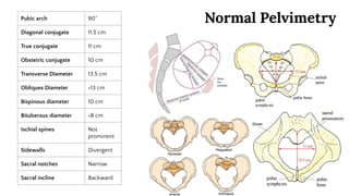 Obstetric and Gynecologic Clinical Anatomy | PDF