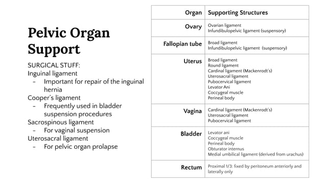 Obstetric and Gynecologic Clinical Anatomy | PPT