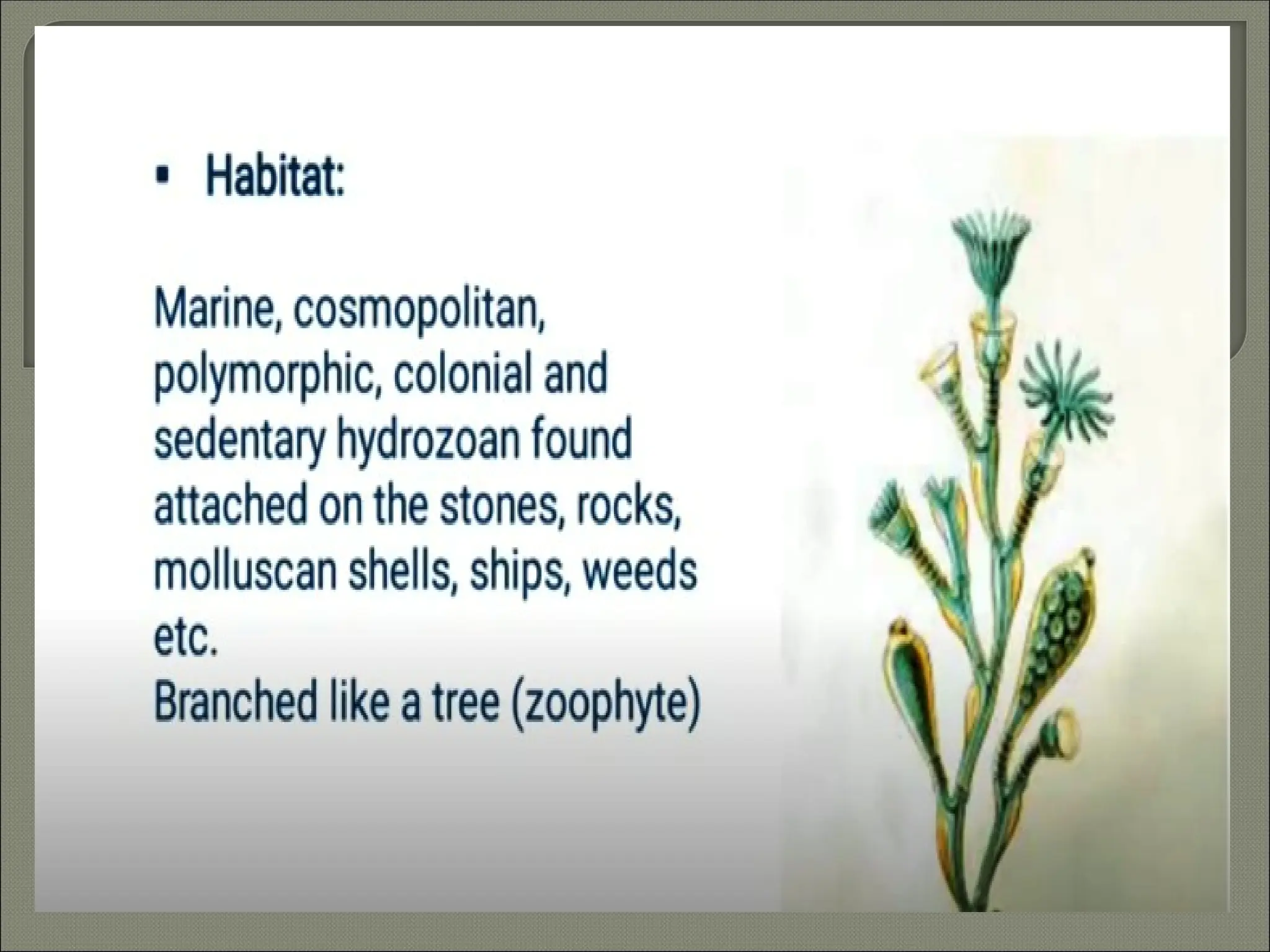 obelia.ppt TYPE STUDY OF OBELIA STRUCTURE AND PHYSIOLOGY | PPT