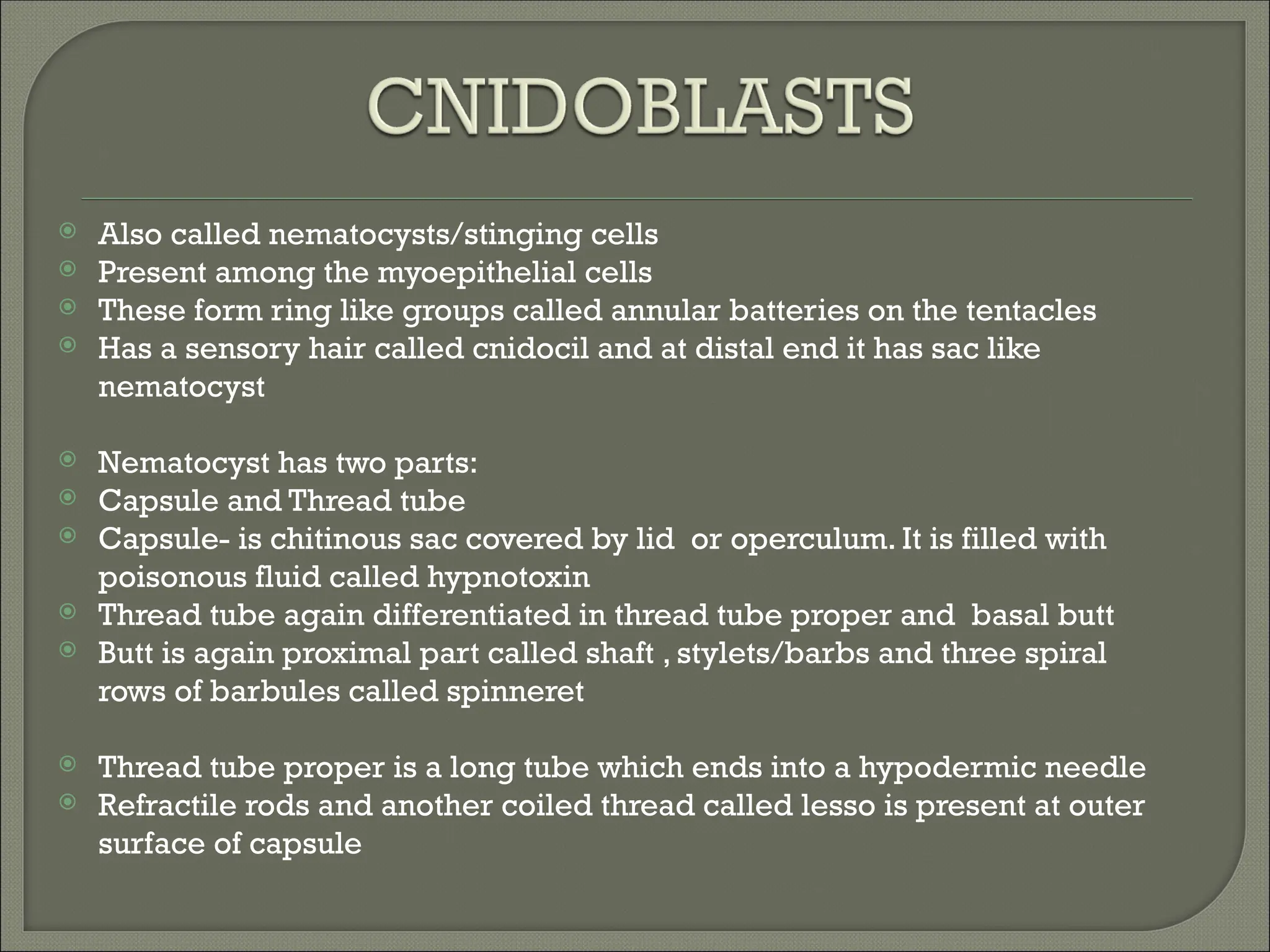 obelia.ppt TYPE STUDY OF OBELIA STRUCTURE AND PHYSIOLOGY | PPT