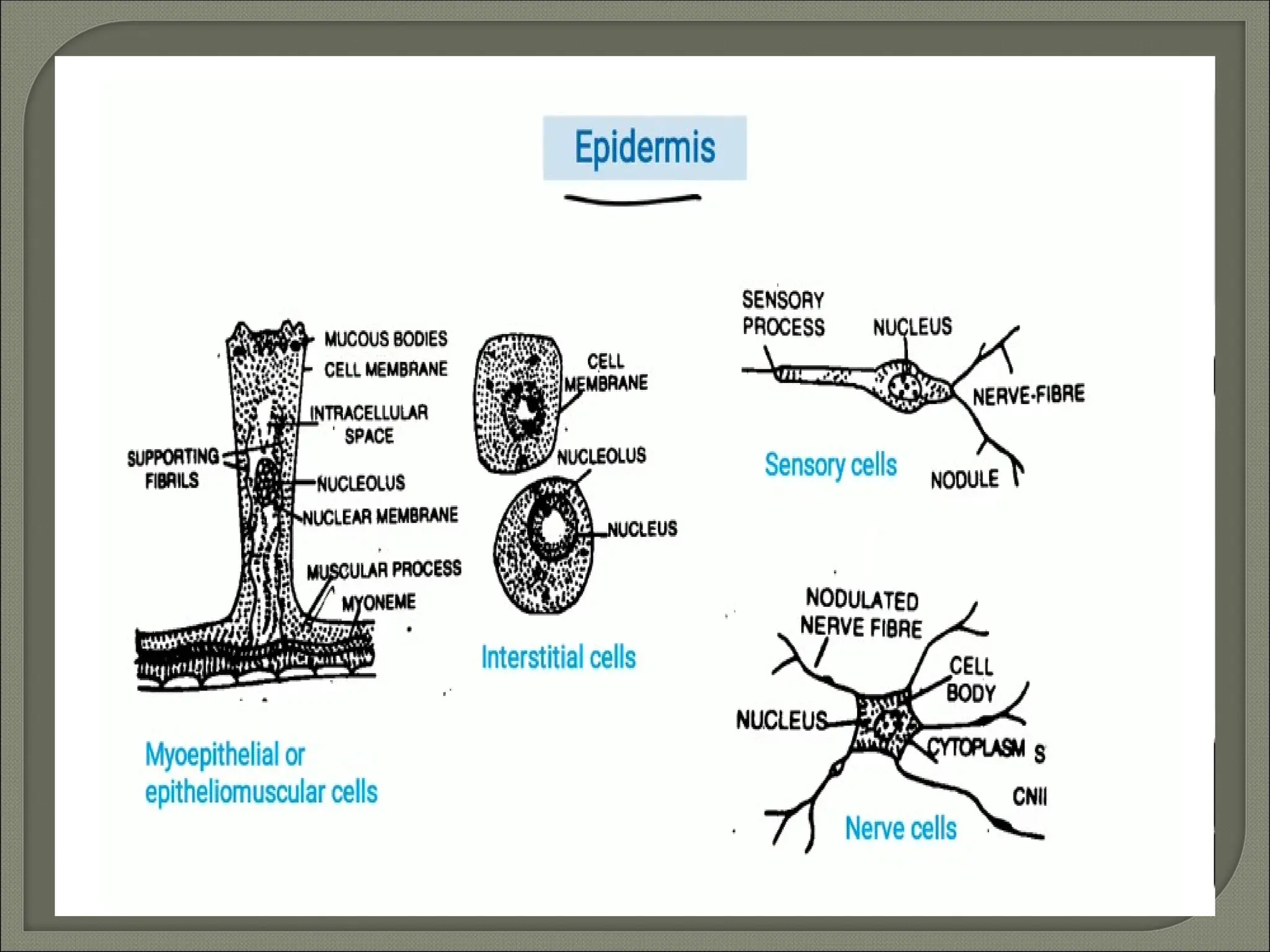 obelia.ppt TYPE STUDY OF OBELIA STRUCTURE AND PHYSIOLOGY | PPT