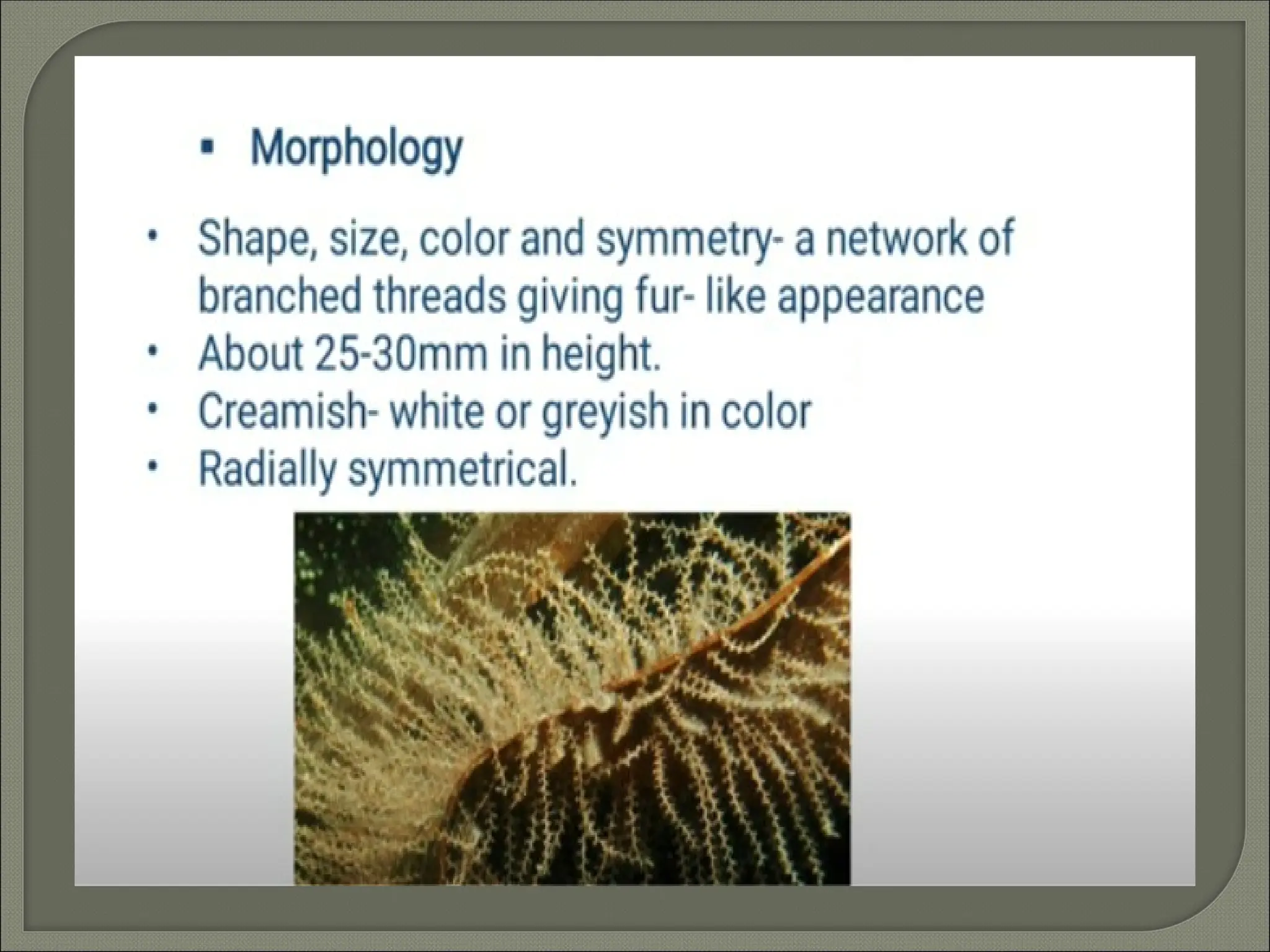 obelia.ppt TYPE STUDY OF OBELIA STRUCTURE AND PHYSIOLOGY | PPT