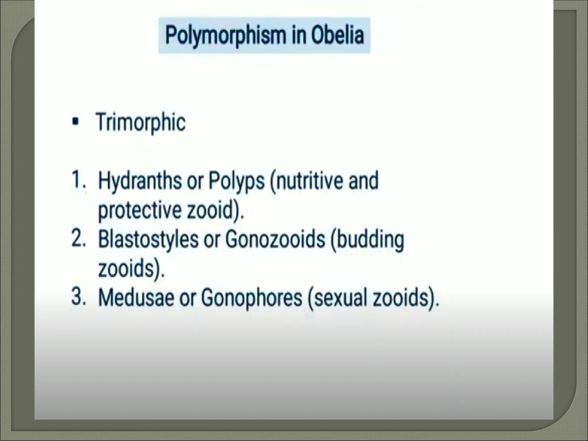 obelia.ppt TYPE STUDY OF OBELIA STRUCTURE AND PHYSIOLOGY | PPT