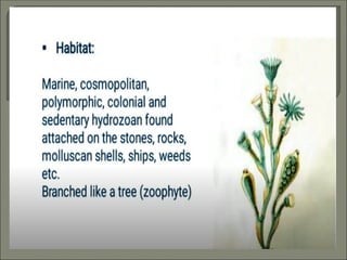 obelia.ppt TYPE STUDY OF OBELIA STRUCTURE AND PHYSIOLOGY | PPT