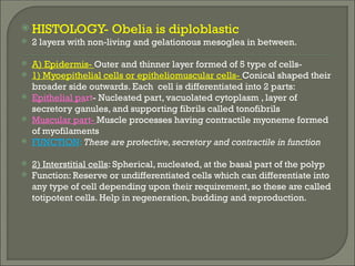 obelia.ppt TYPE STUDY OF OBELIA STRUCTURE AND PHYSIOLOGY | PPT