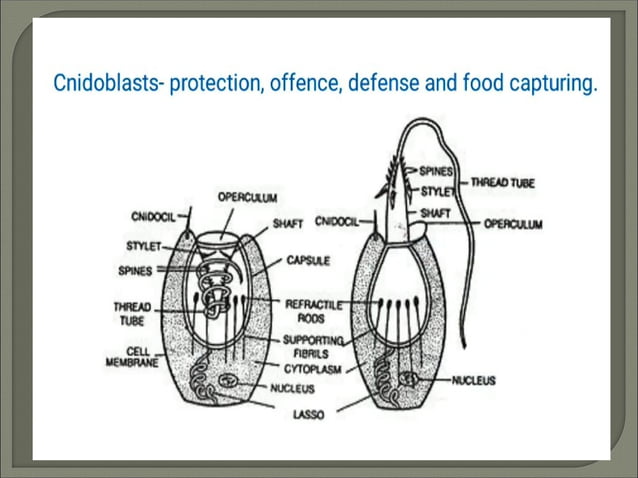 obelia.ppt TYPE STUDY OF OBELIA STRUCTURE AND PHYSIOLOGY | PPT