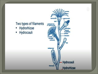obelia.ppt TYPE STUDY OF OBELIA STRUCTURE AND PHYSIOLOGY | PPT
