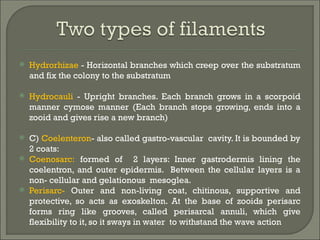 obelia.ppt TYPE STUDY OF OBELIA STRUCTURE AND PHYSIOLOGY | PPT