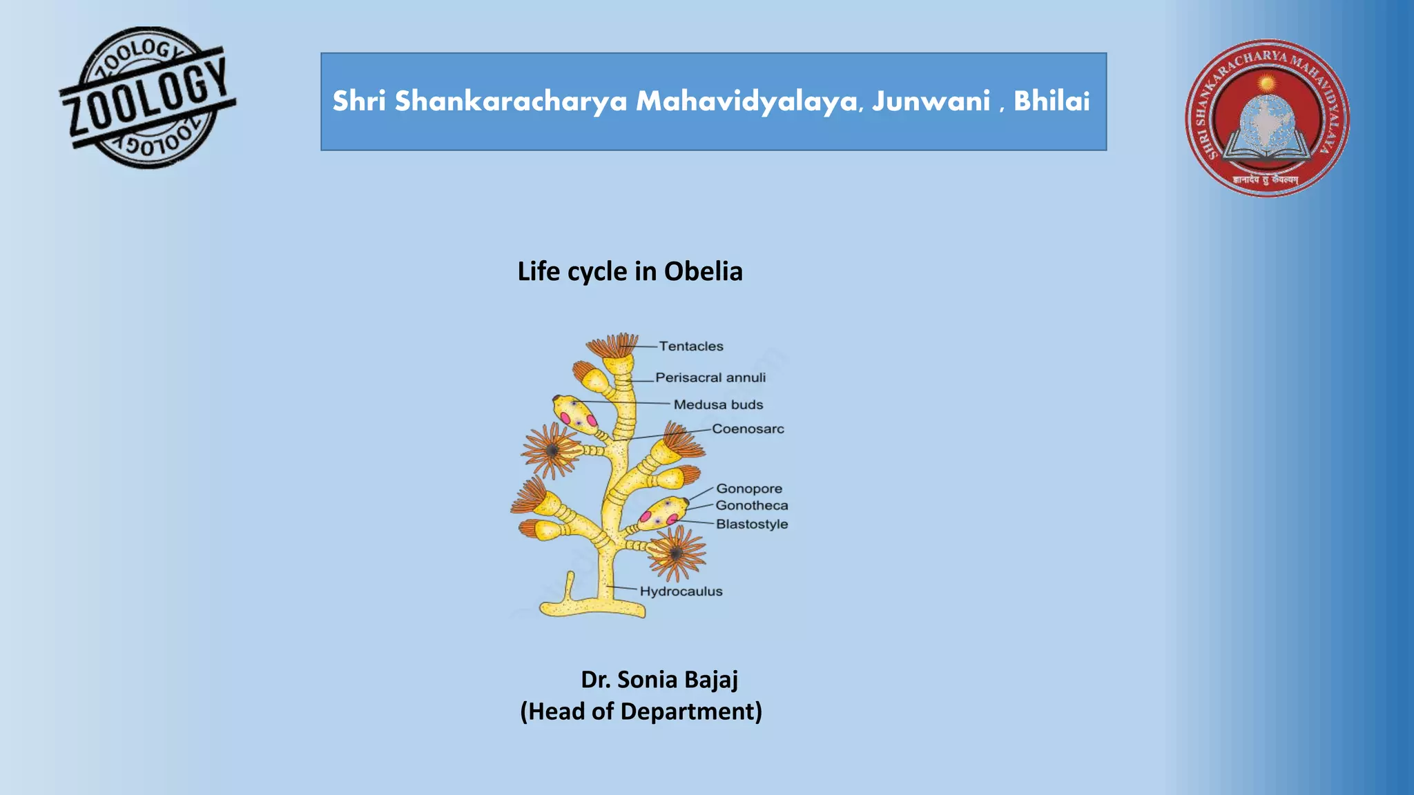 Obelia life cycle- polyp & medusa structure, difference between polyp ...