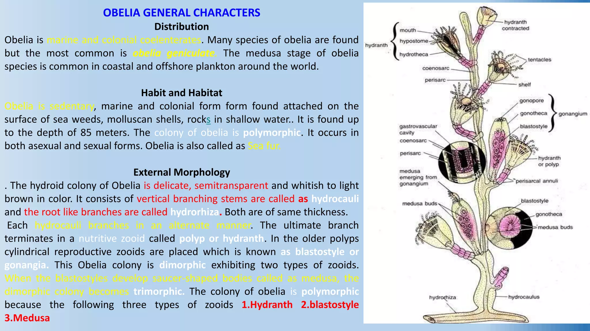 Obelia life cycle- polyp & medusa structure, difference between polyp ...