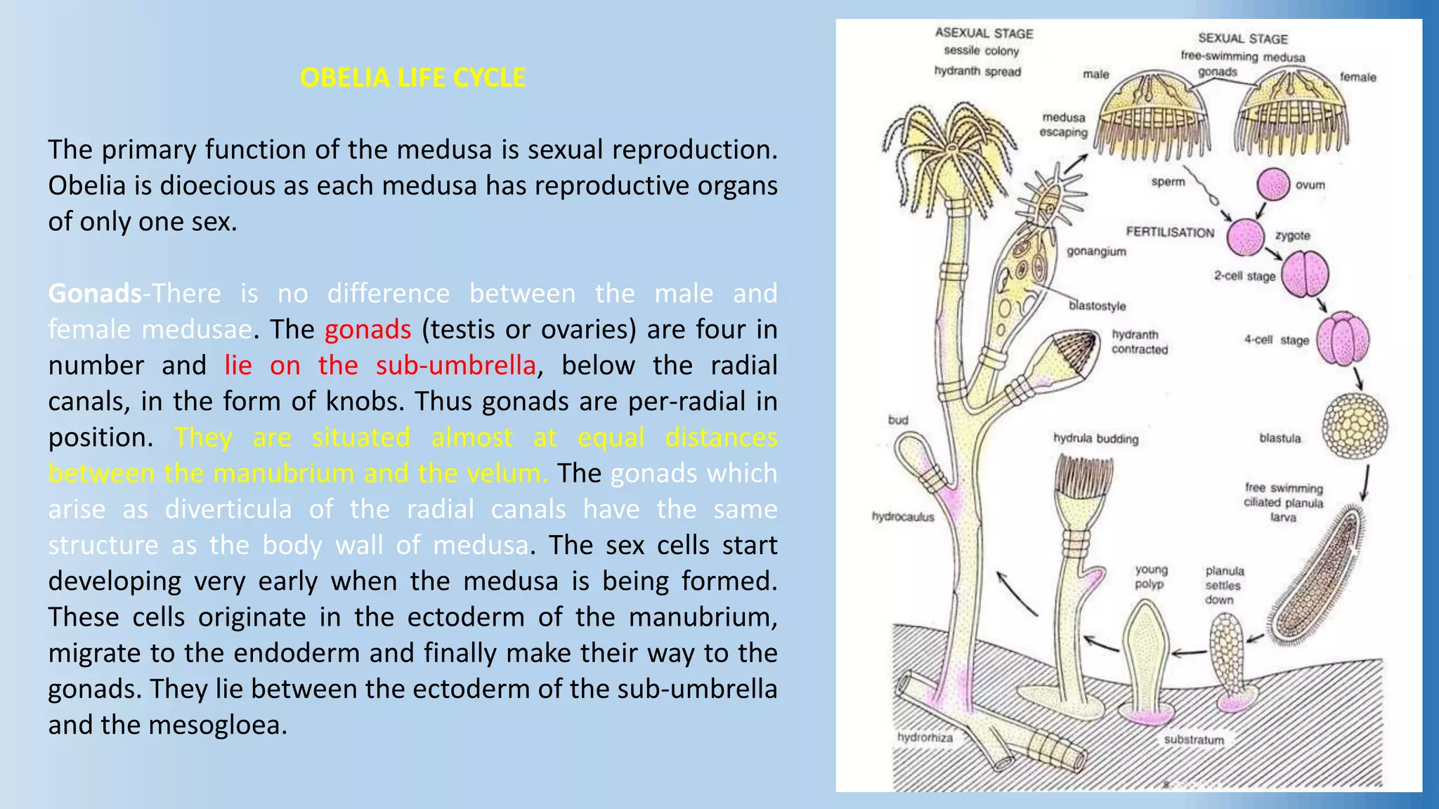 Obelia Diagram Life Cycle