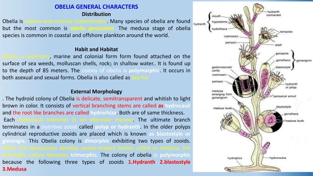 Obelia life cycle- polyp & medusa structure, difference between polyp ...