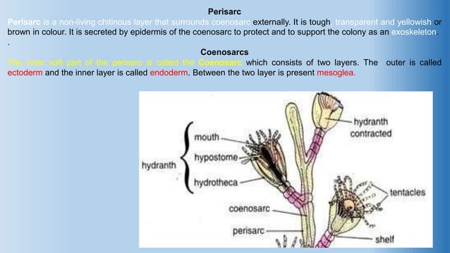 Obelia life cycle- polyp & medusa structure, difference between polyp ...