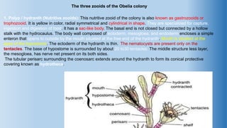 Obelia life cycle- polyp & medusa structure, difference between polyp ...