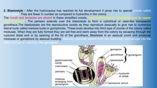 Obelia life cycle- polyp & medusa structure, difference between polyp ...
