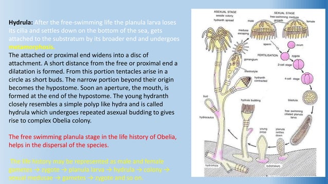 Obelia life cycle- polyp & medusa structure, difference between polyp ...